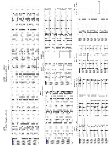 Image result for Graphical Representation of the Sequence Alignment