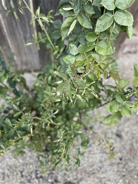 Image result for Rose Bush Problems