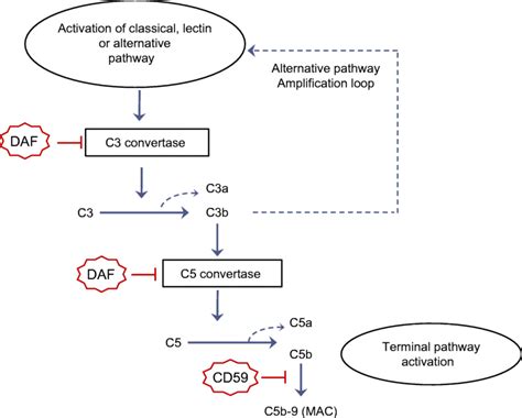 Image result for Most Primitive Form of Complement Activation