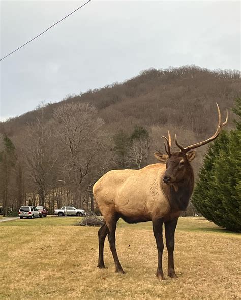 Image result for David Grams Tutorial