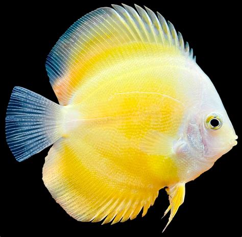 Image result for Discus Fish Anatomy