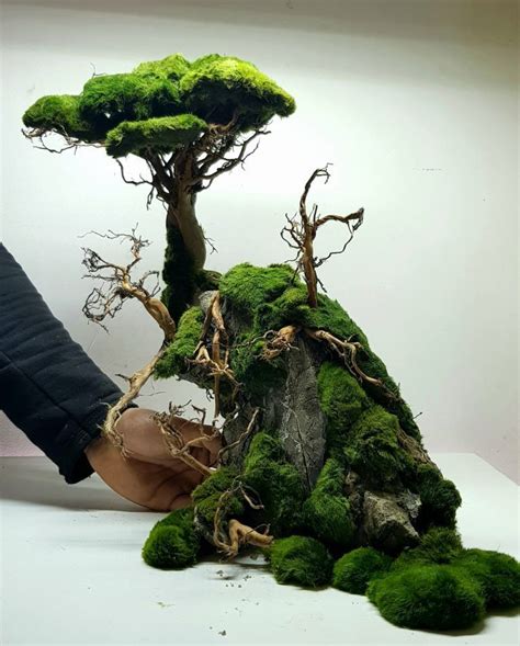 Image result for DIY Java Moss Bonsai Tree