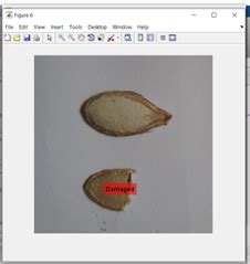 Image result for Seed Recognisition in Java Project