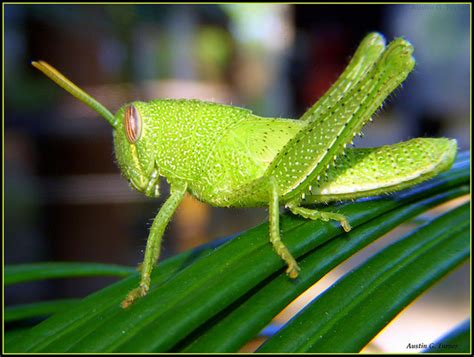 Image result for Cool Insects