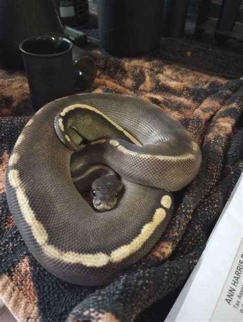 Image result for Dark Python Snake