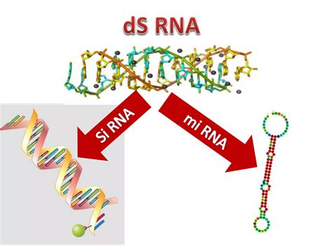 Image result for RNA Interference