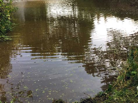 Image result for Large Pond Algae Control