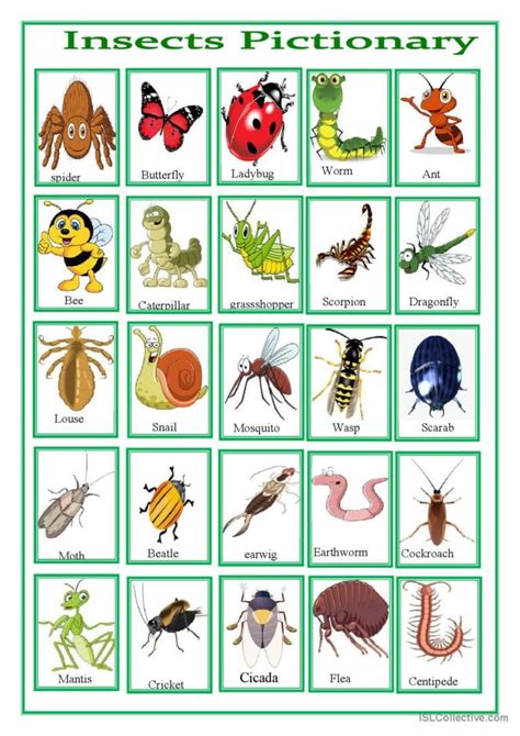 Image result for Insects and Names