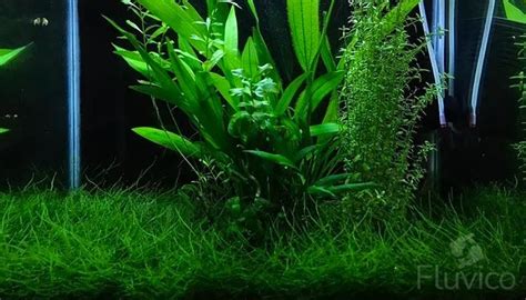Image result for How to Grow Java Moss