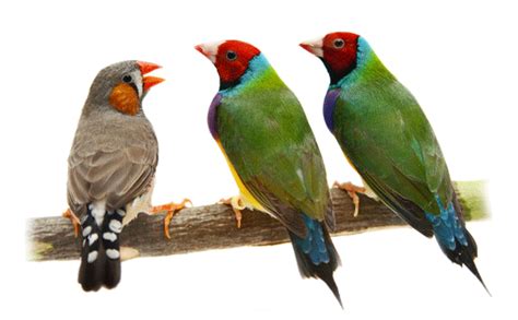 Image result for Variation Science