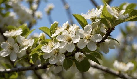 Image result for Self-Pollinating Apple Tree