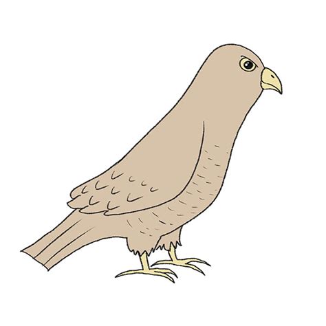 Image result for Simple Drawing of a Hawk