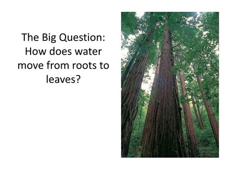 Image result for Root Structure and Function