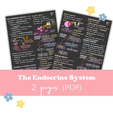 Image result for Endocrine System Crash Course Notes