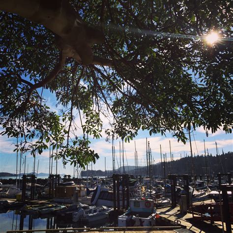 Image result for Fever Tree Salt Spring Island