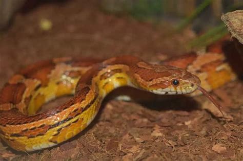 Image result for Corn Python
