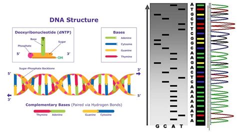Image result for DNA Microarray Steps