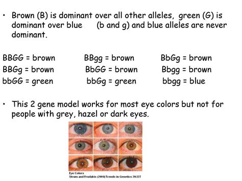 Image result for Punnett Square Explained Eye Color