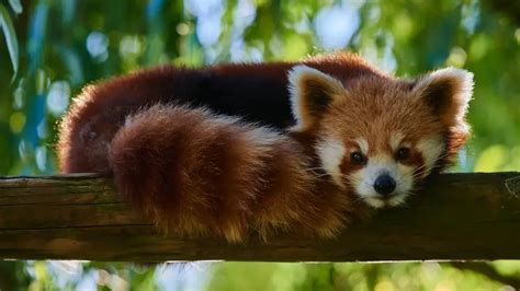 Image result for Red Panda Names