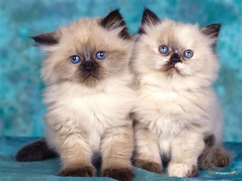 Image result for Chatons Mignons