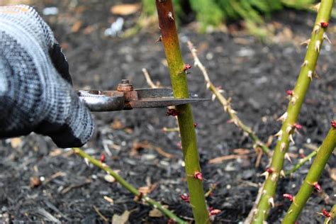 Image result for Pruning Knockout Roses for Spring