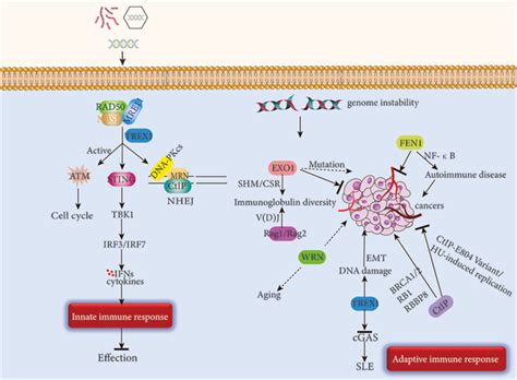 Image result for Exonuclease Function