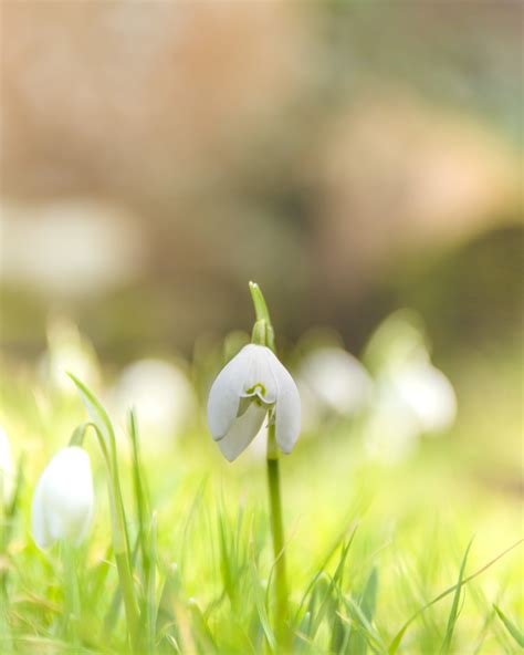 Image result for Snowdrop Review