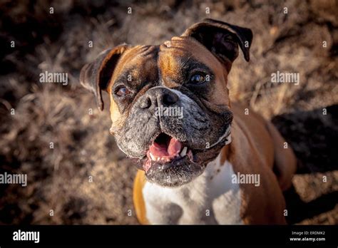 Image result for German Boxer