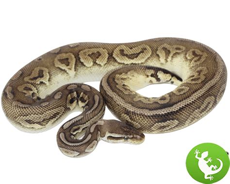 Image result for Adult Ball Python