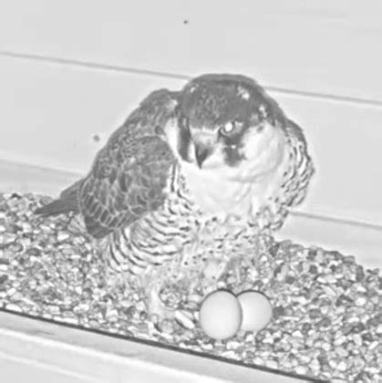 Image result for Falcon Box File Large