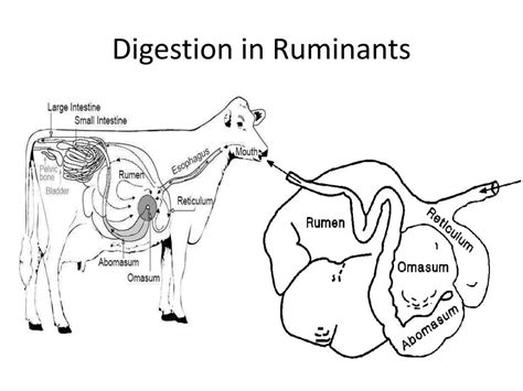 Image result for Ruminant Animals Digestive System