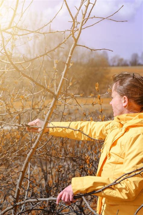 Image result for Pruning Tree Branches Spring