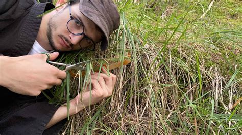 Image result for ASMR Combing