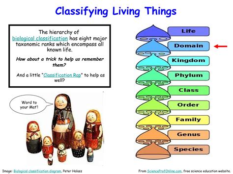 Image result for Classification Facts