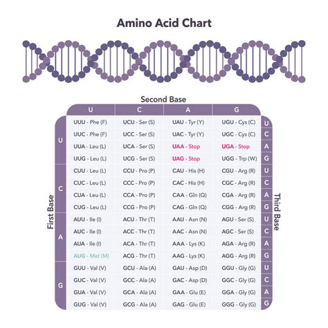 Image result for Amino Acid Codon Chart Tutorial