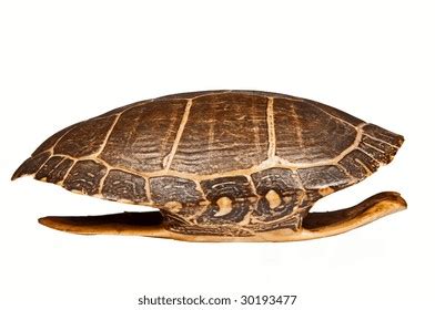 Image result for Empty Turtle Shell