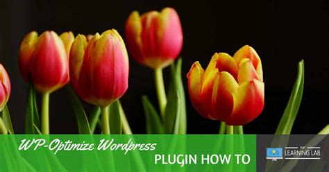 Image result for WP-Optimize