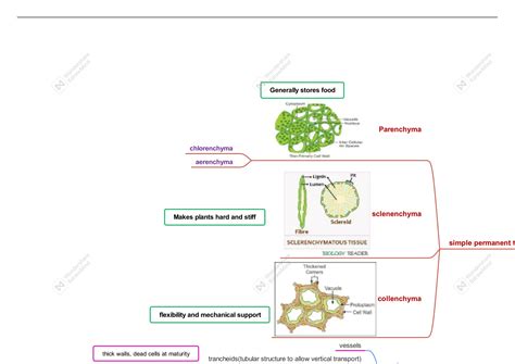 Image result for Class 9 Science Chapter Tissue