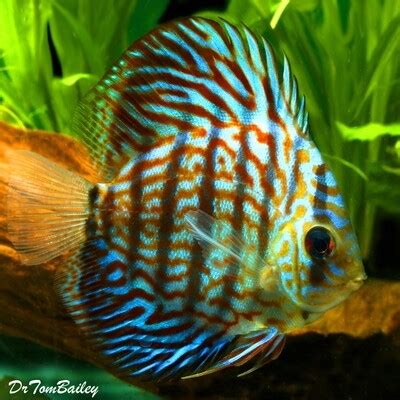 Image result for Rare Discus Fish