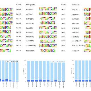 Image result for enhancer elements