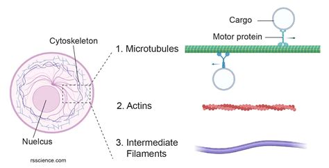 Image result for Cytoskeleton Function