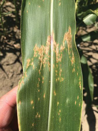 Image result for Common Rust