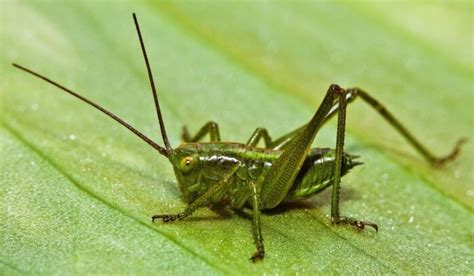 Image result for Cricket Insect Greenscreen