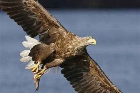 Image result for Crow Types