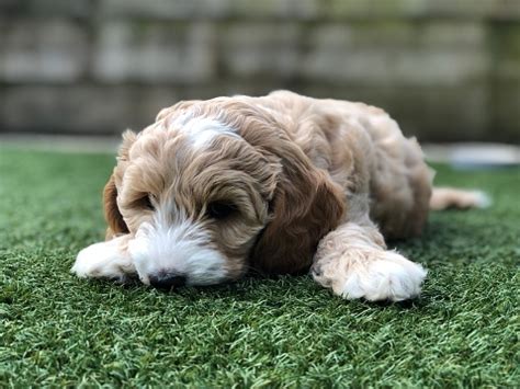 Image result for 2 Week Old Cockapoo