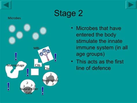 Image result for Lectin Pathway of the Complement System