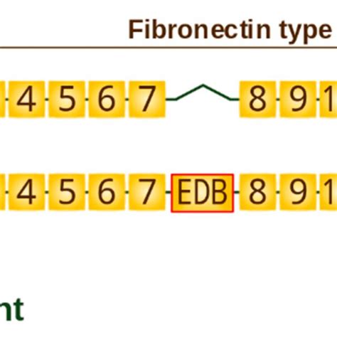 Image result for Fibronectin Domain Structure