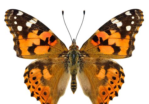 Image result for All Types of Insects