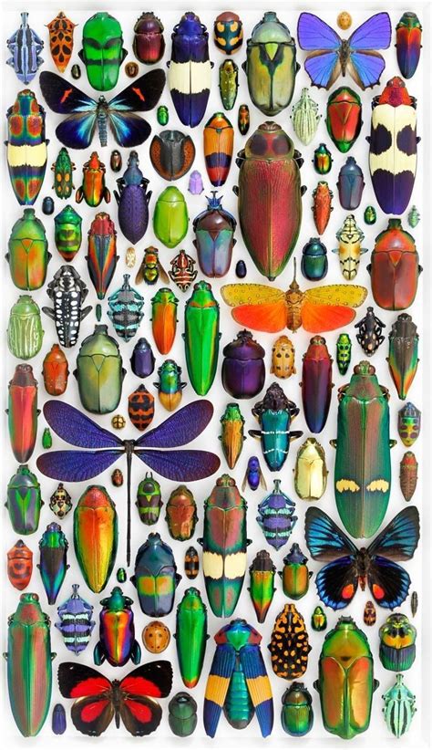 Image result for Colorful Bugs Insects