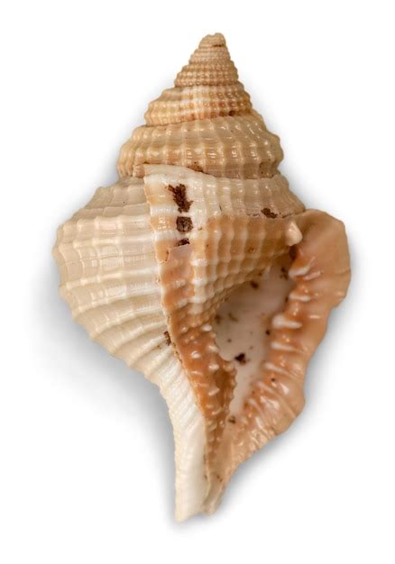 Image result for How to Remove Conch Shell